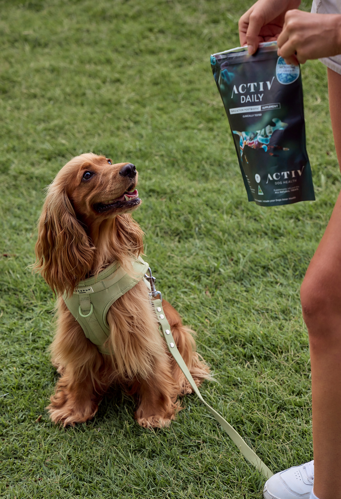 Activ Dog Health