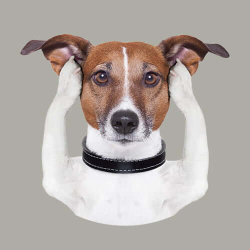 Activ Stress – Stress & Anxiety Dog Supplement – Activ Dog Health