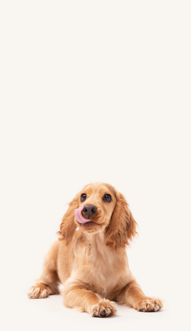 Activ Dog Health