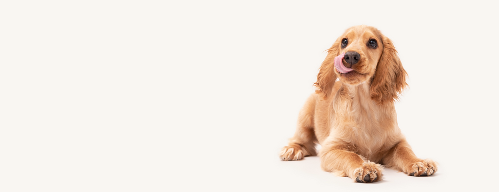 Activ Dog Health