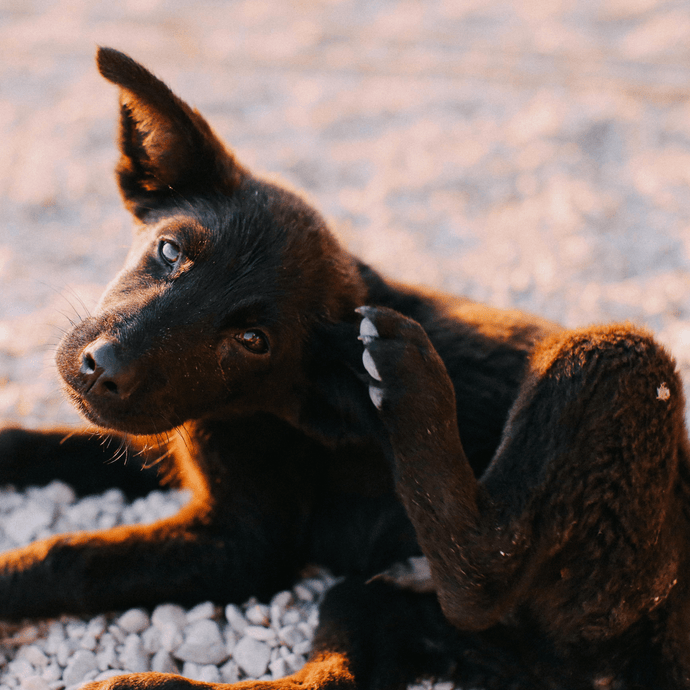 Activ Daily – ULTIMATE. Triple Action Postbiotic Supplement – Activ Dog Health