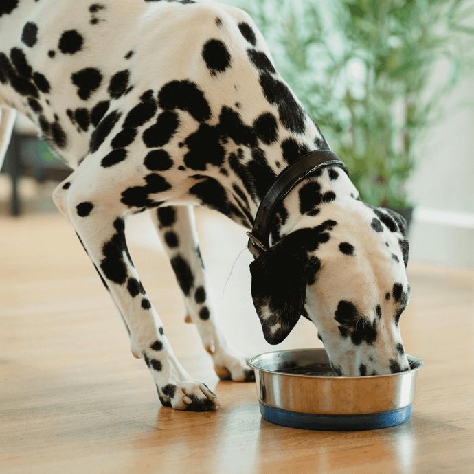 Activ Daily – ULTIMATE. Triple Action Postbiotic Supplement – Activ Dog ...