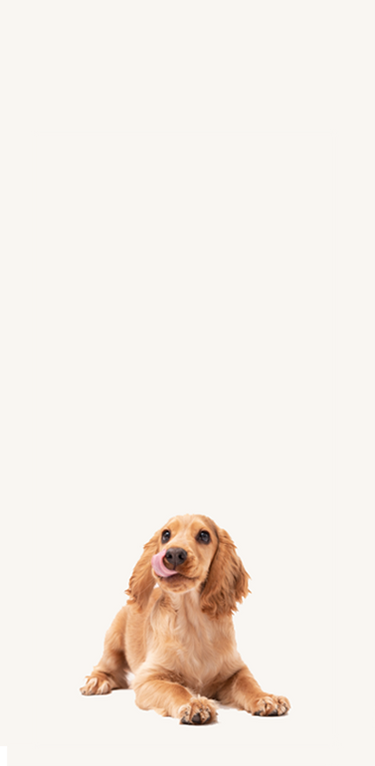 Activ Dog Health