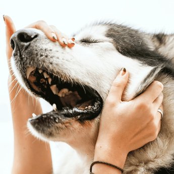 Activ Daily – ULTIMATE. Triple Action Postbiotic Supplement – Activ Dog ...