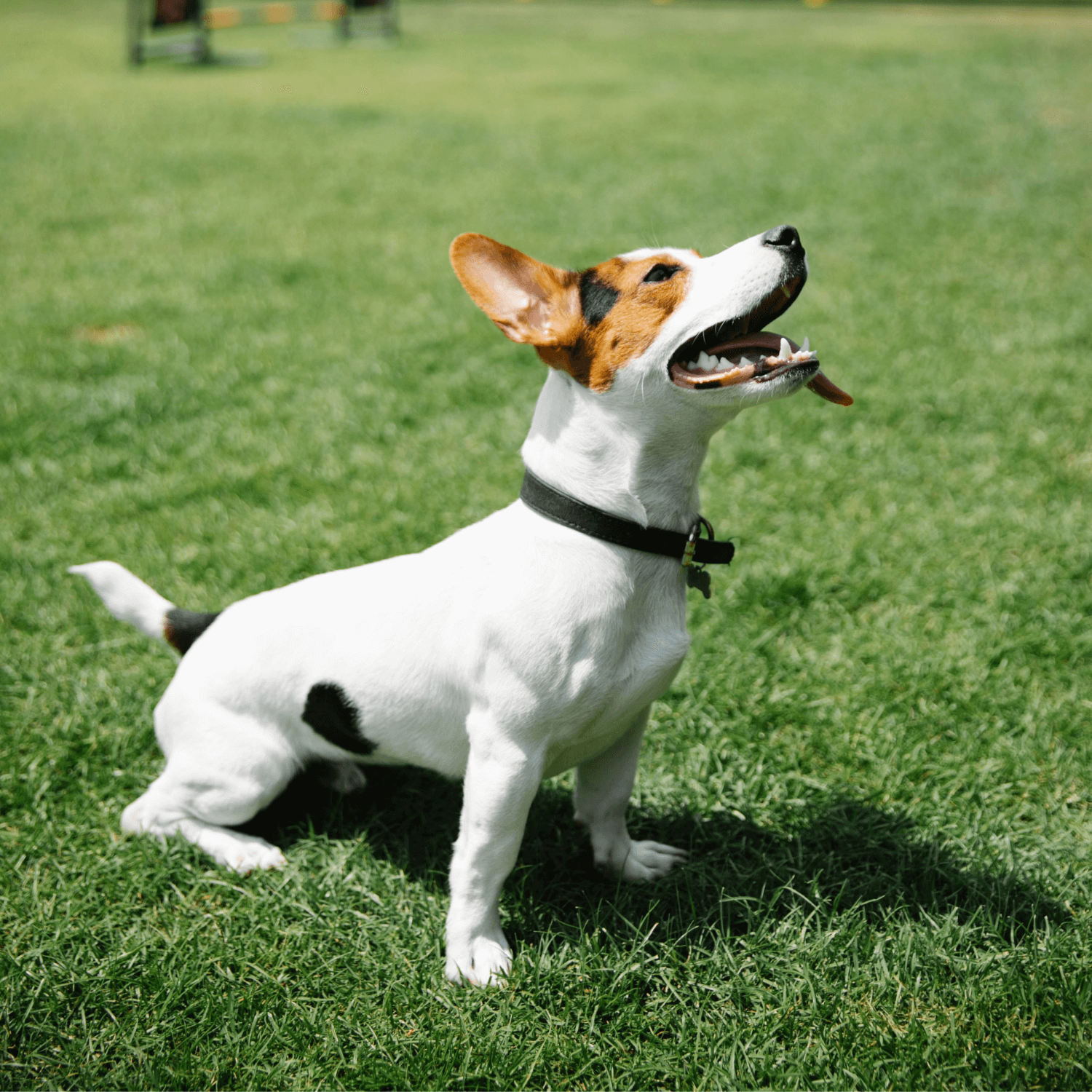 Activ Dog Health