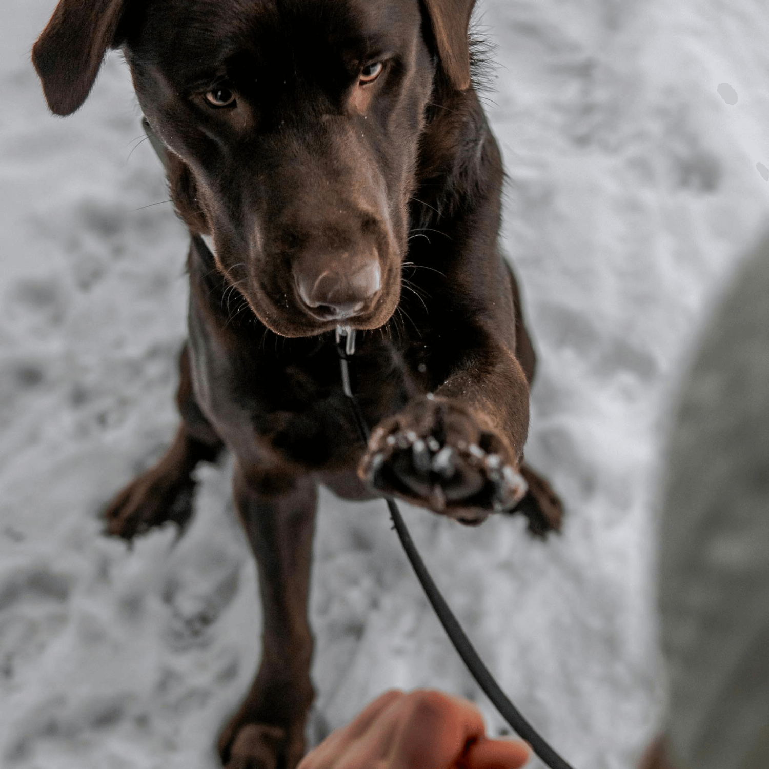 Activ Dog Health