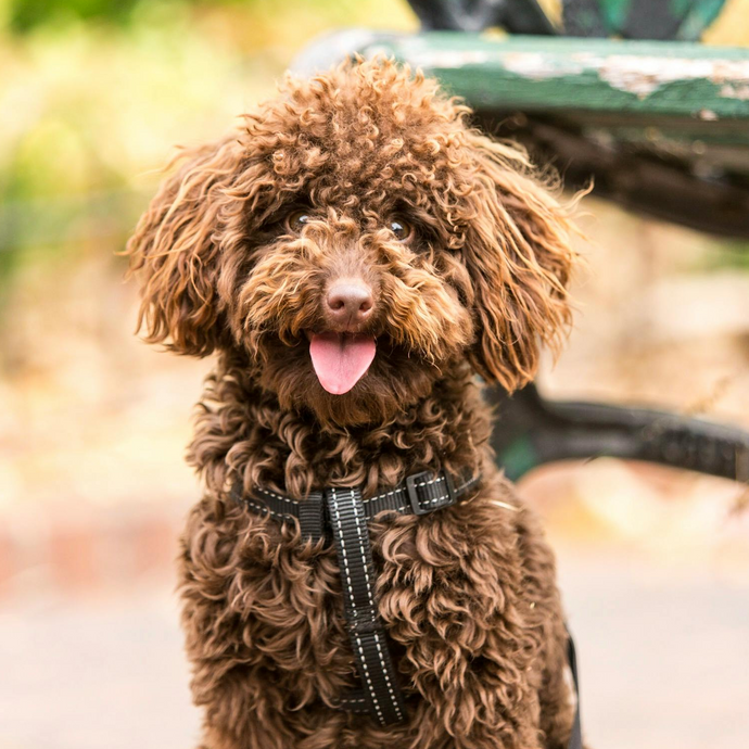 Activ Dog Health