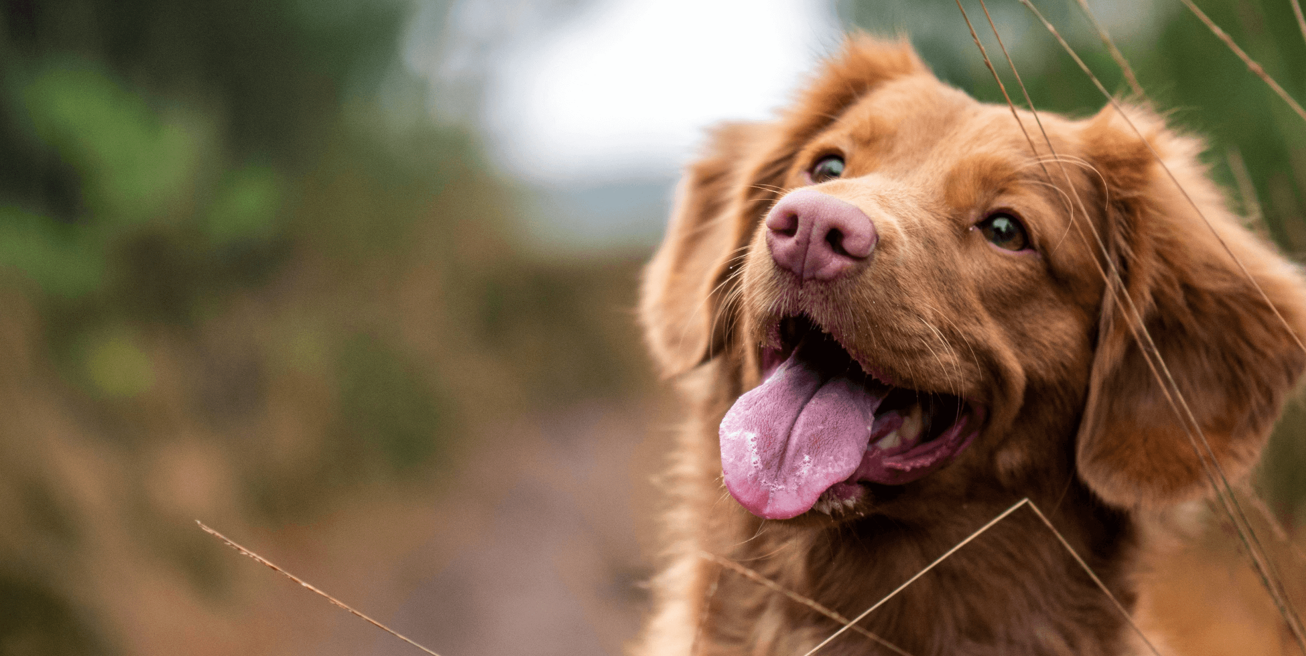 Our Story – Activ Dog Health