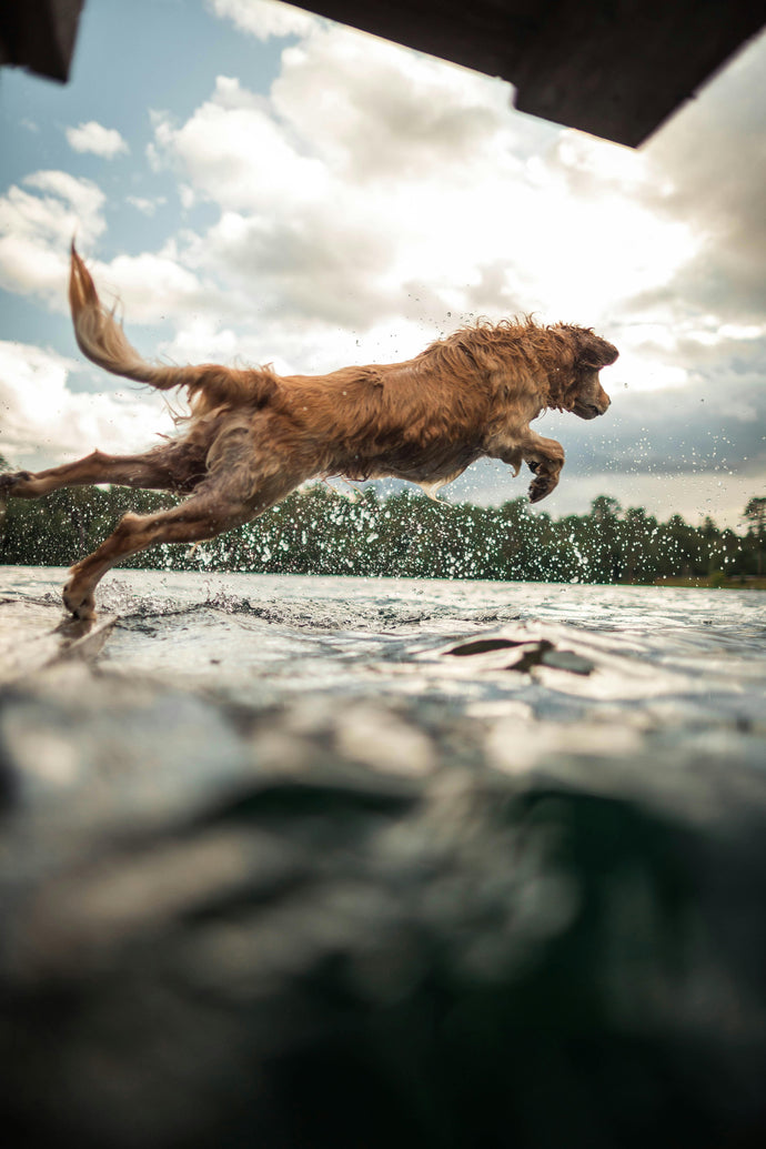 Our Story – Activ Dog Health