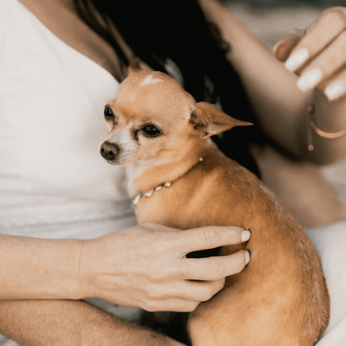 Activ Daily – ULTIMATE. Triple Action Postbiotic Supplement – Activ Dog Health