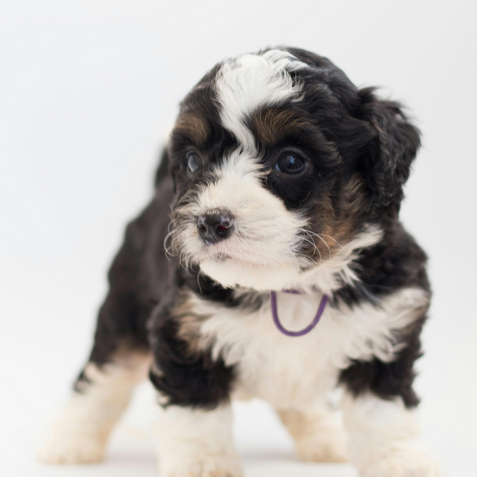 Tri-Biotics – Activ Dog Health